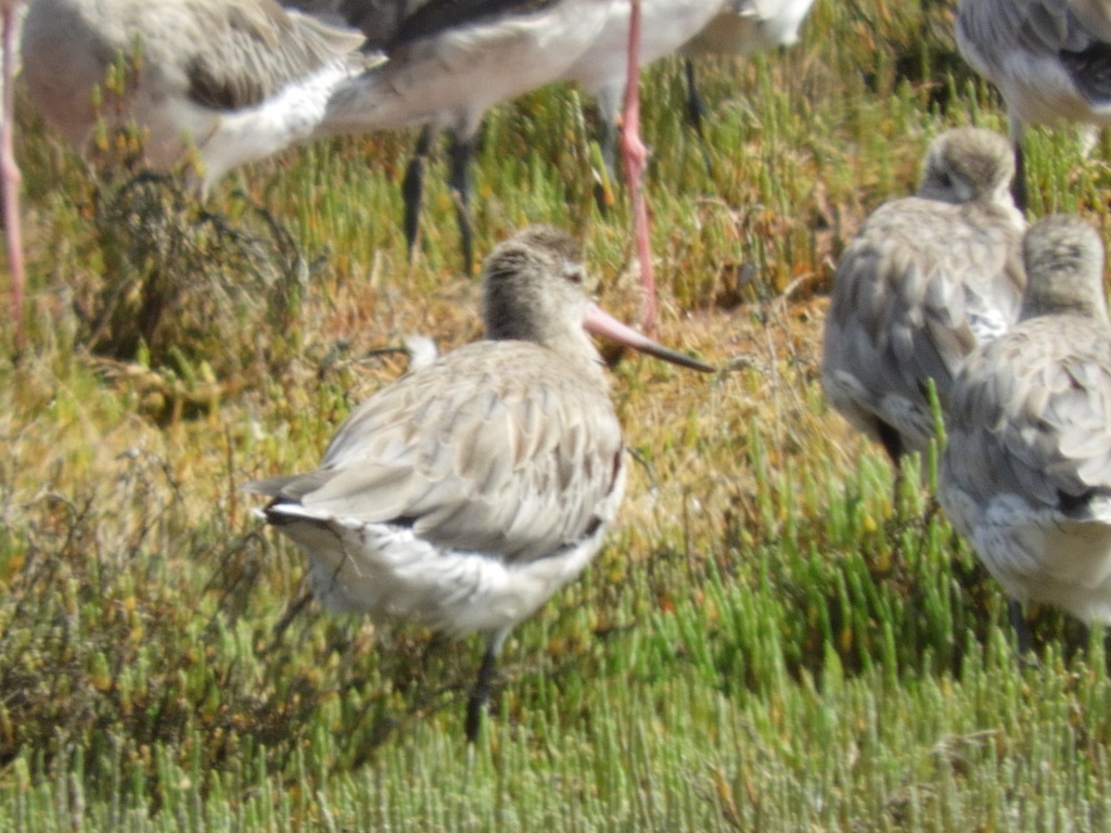 Bar-tailed Godwit from Pūkorokoro / Miranda, New Zealand on January 24 ...