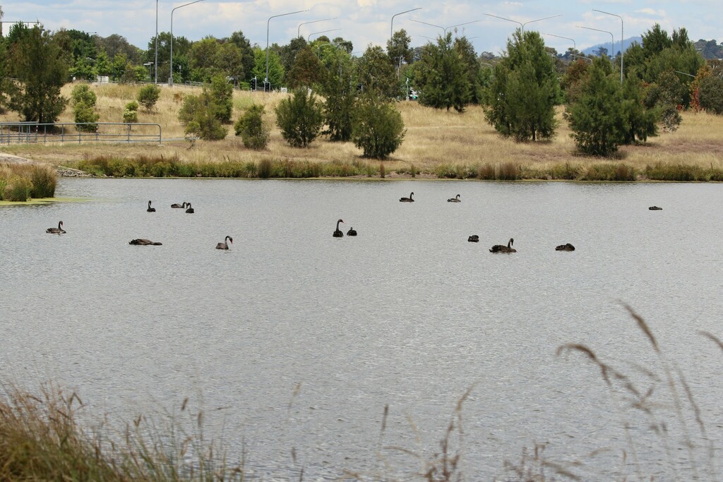 Black Swan from North Weston Ponds, Coombs, ACT, Australia on January ...