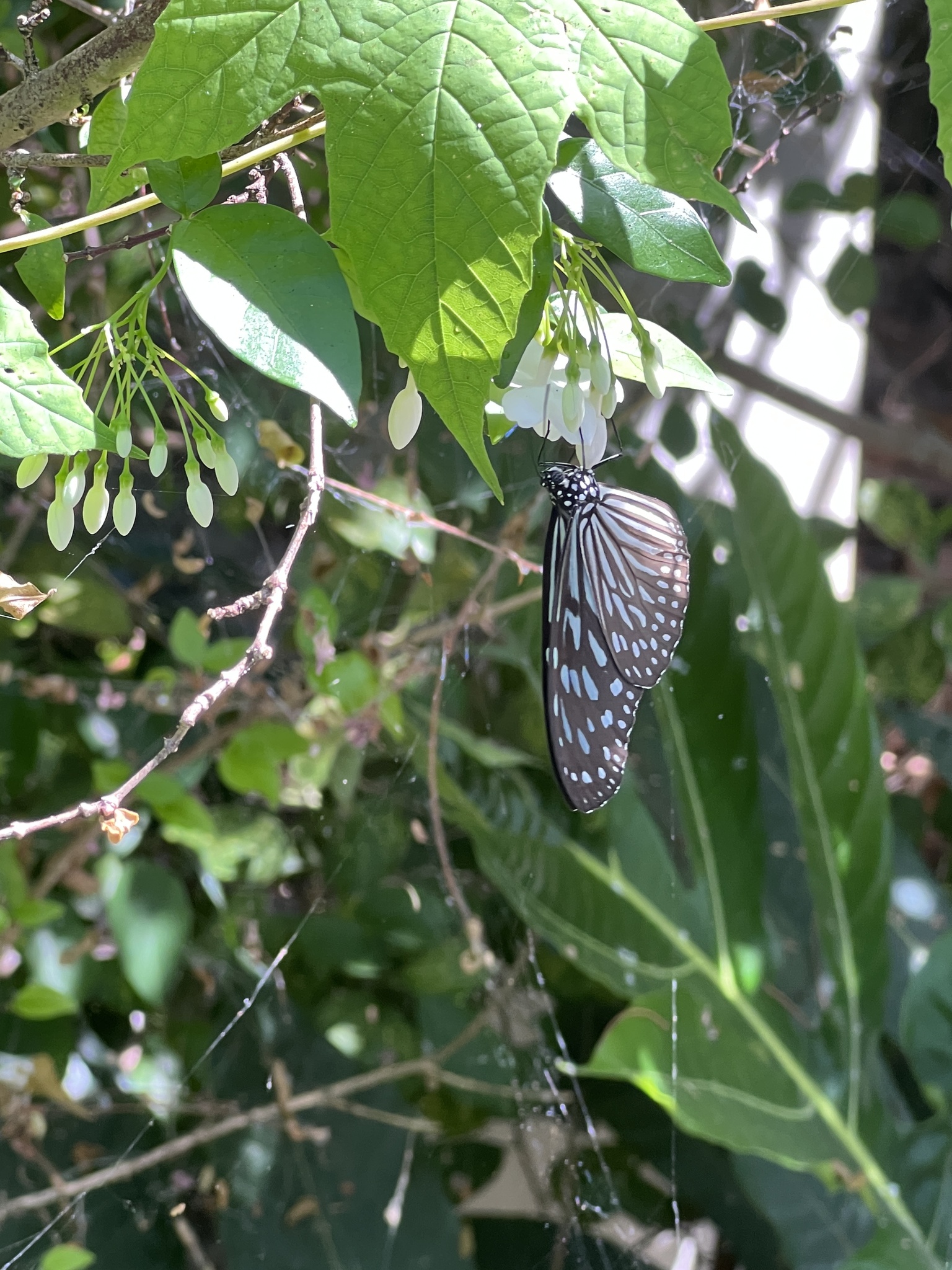 Ideopsis vulgaris (Butler, 1874)