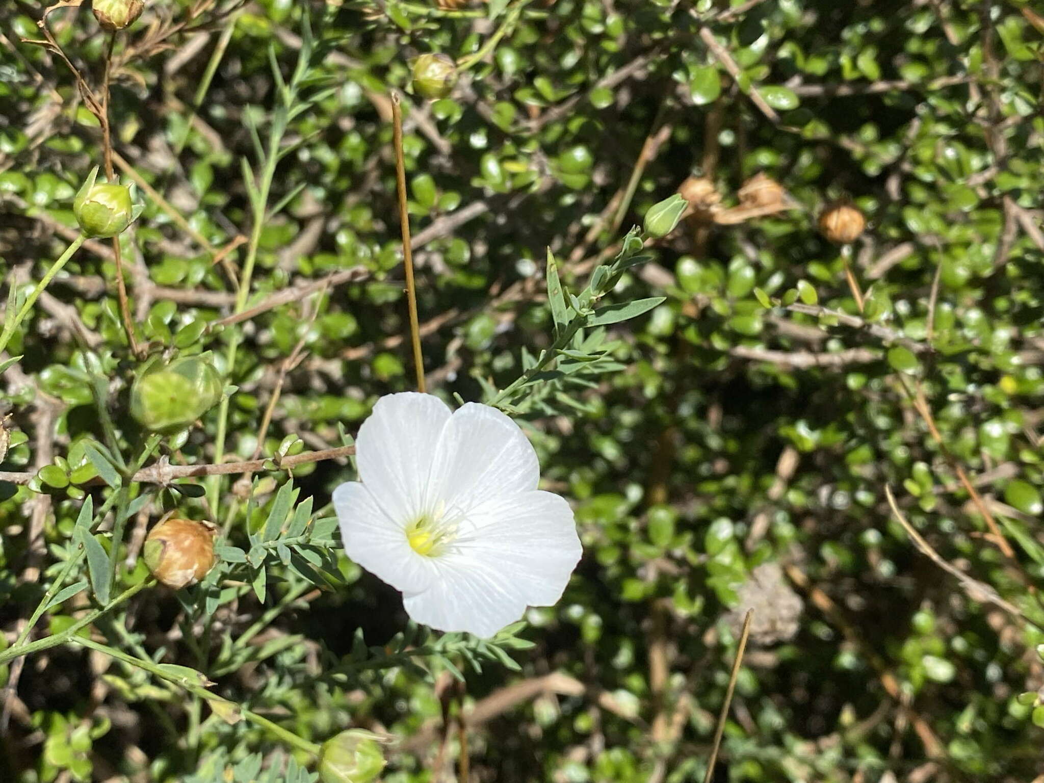 Linum monogynum G.Forst.