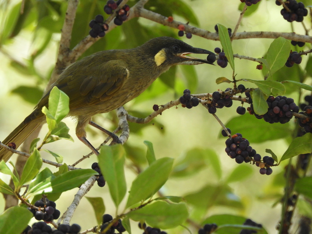Lewin's Honeyeater from Yengarie QLD 4650, Australia on January 25 ...