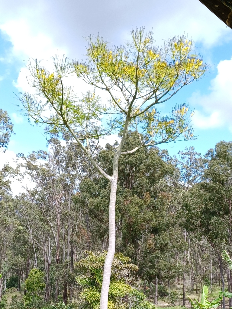 Brazilian fern tree from Waterloo on October 12, 2022 at 09:36 AM by ...