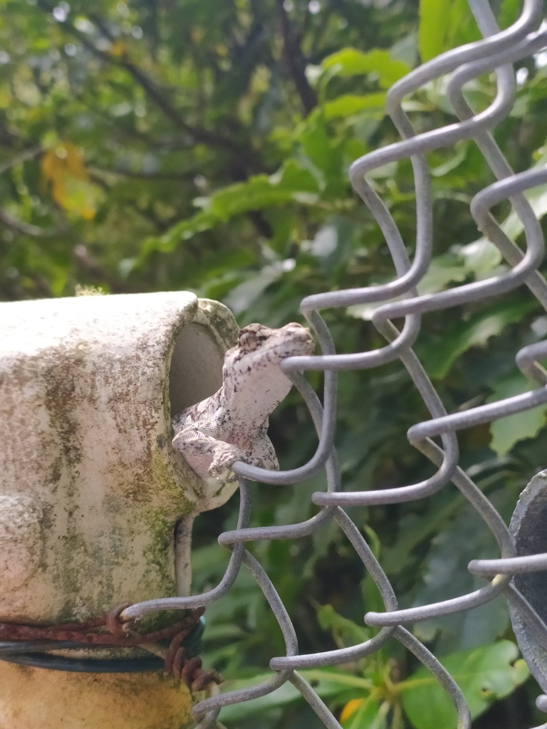 Ngahere Gecko in January 2023 by kowhaitreehugger · iNaturalist