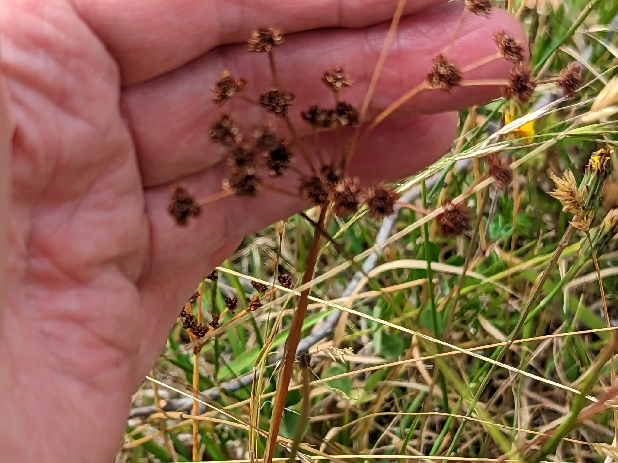 Juncus planifolius R.Br.