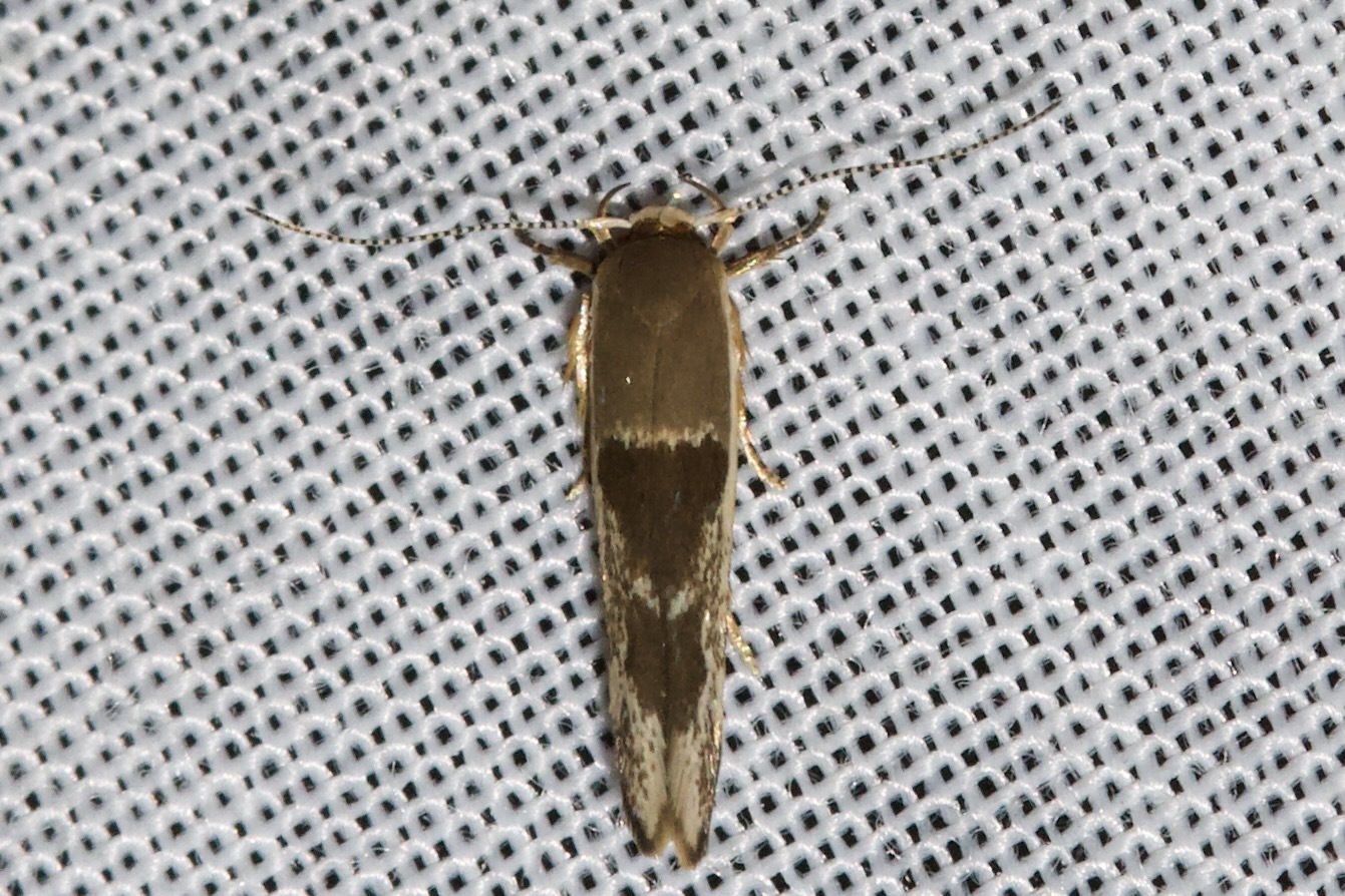 Stathmopodidae