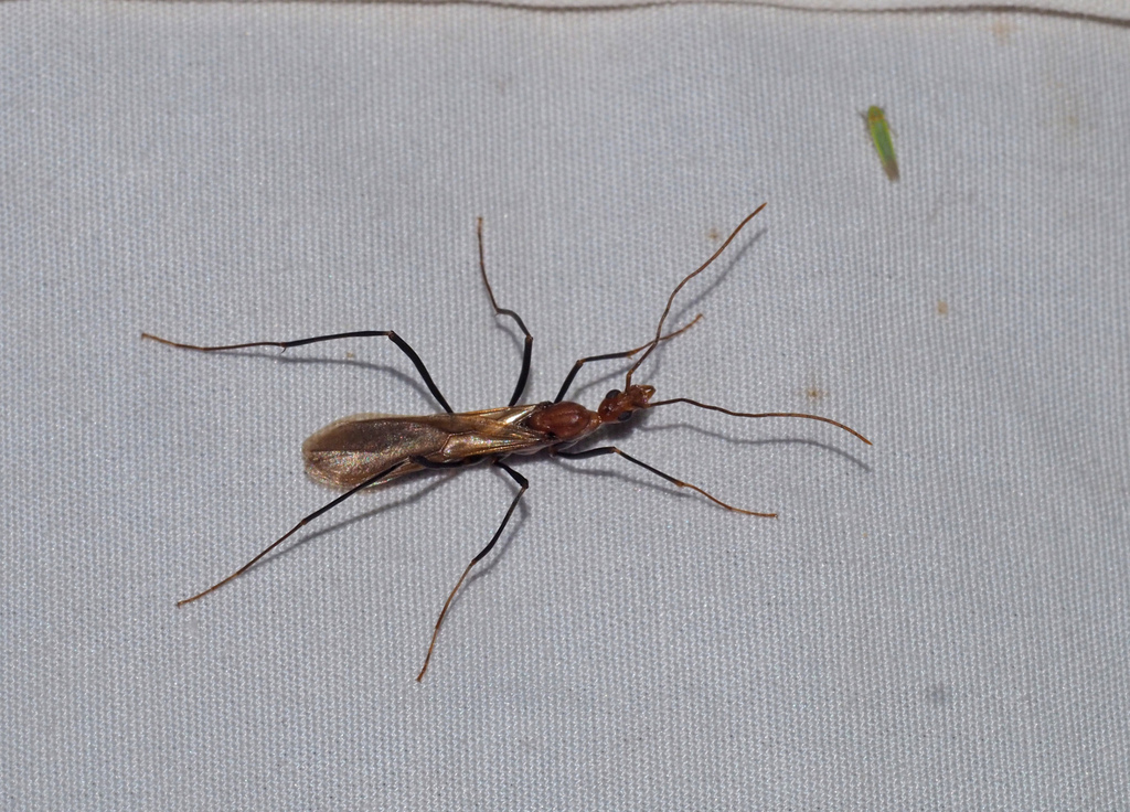 Red-headed Spider Ant in January 2023 by Linda Rogan EntSocVic ...