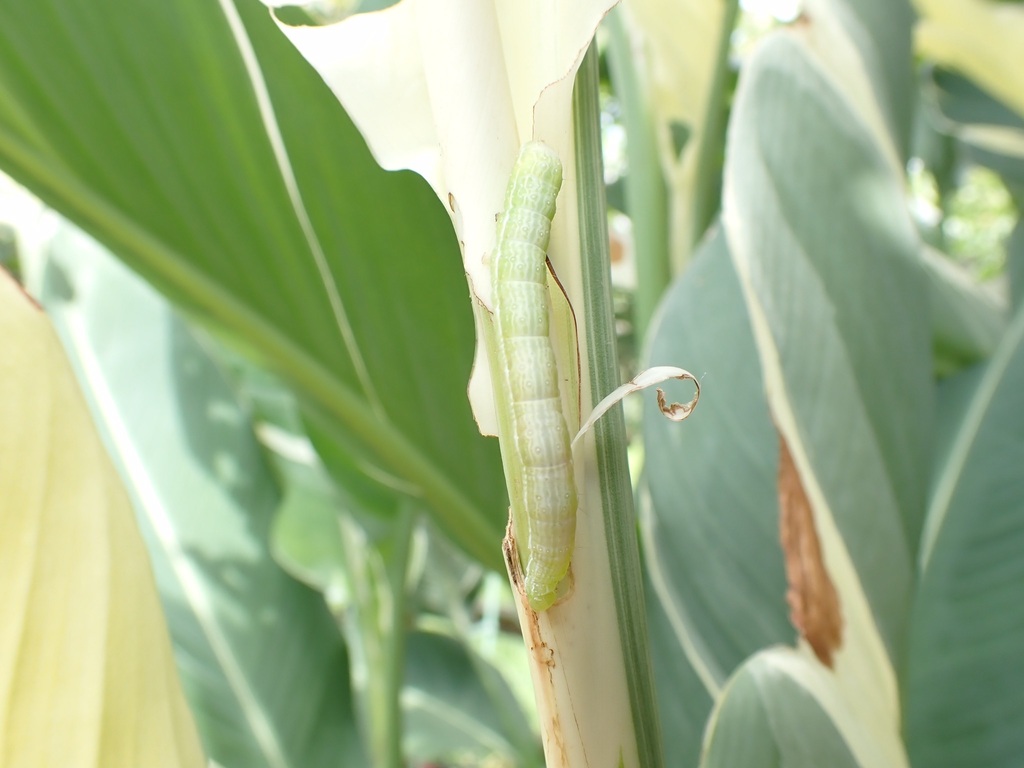 Green Garden Looper from 3 Aputa Avenue, Te Puru 3575, New Zealand on ...