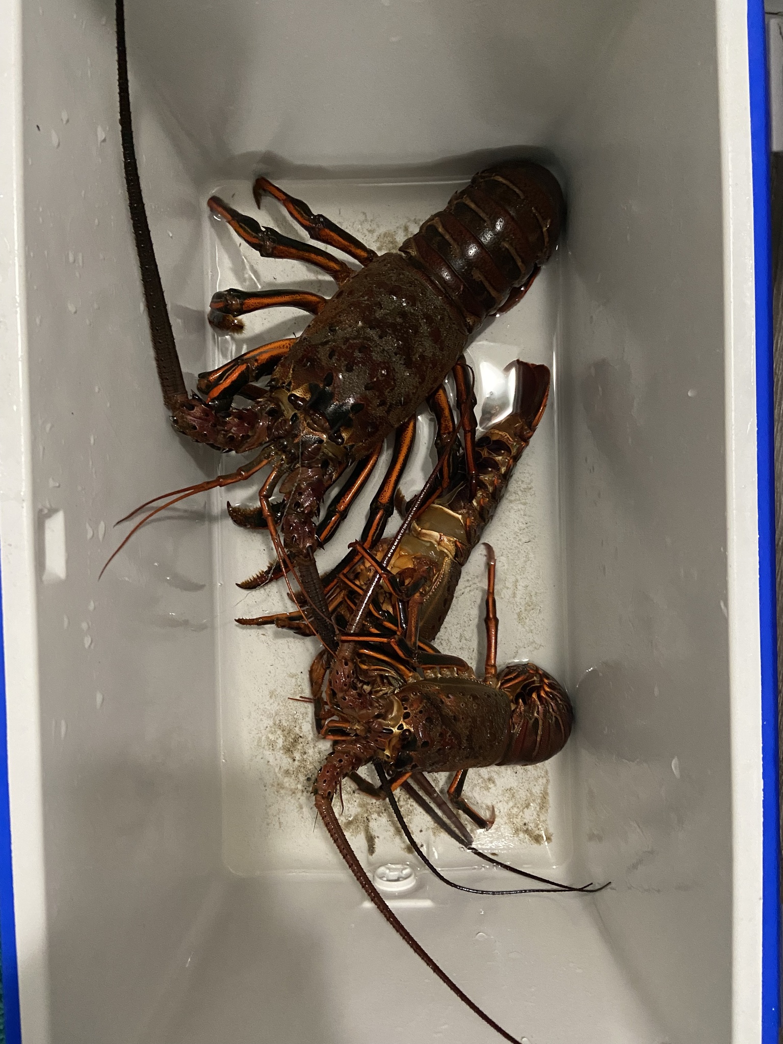 Panulirus interruptus (J.W.Randall, 1840)