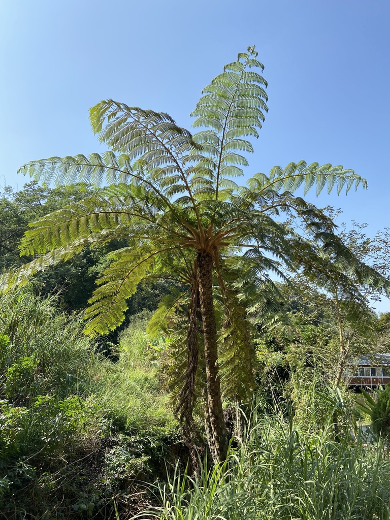 Flying Spider Monkey Tree Fern from 新化區, TW on January 25, 2023 at 12: ...