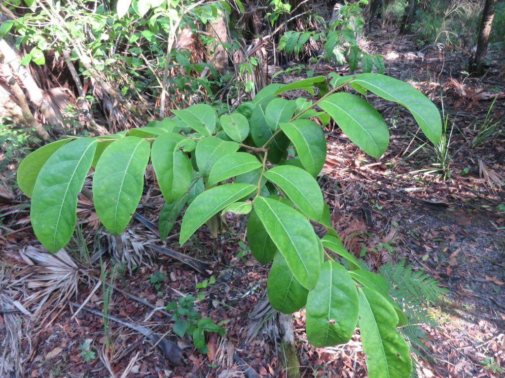 dicots from Myall Lakes National Park, Mungo Brush, NSW, AU on January ...