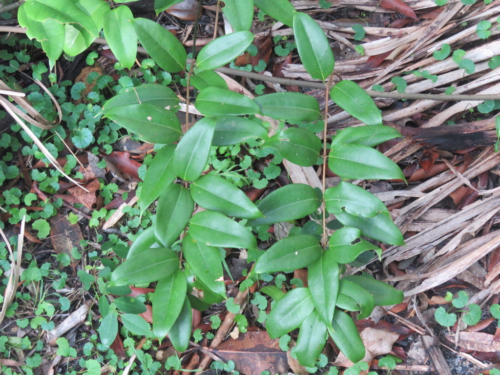 flowering plants from Myall Lakes National Park, Mungo Brush, NSW, AU ...