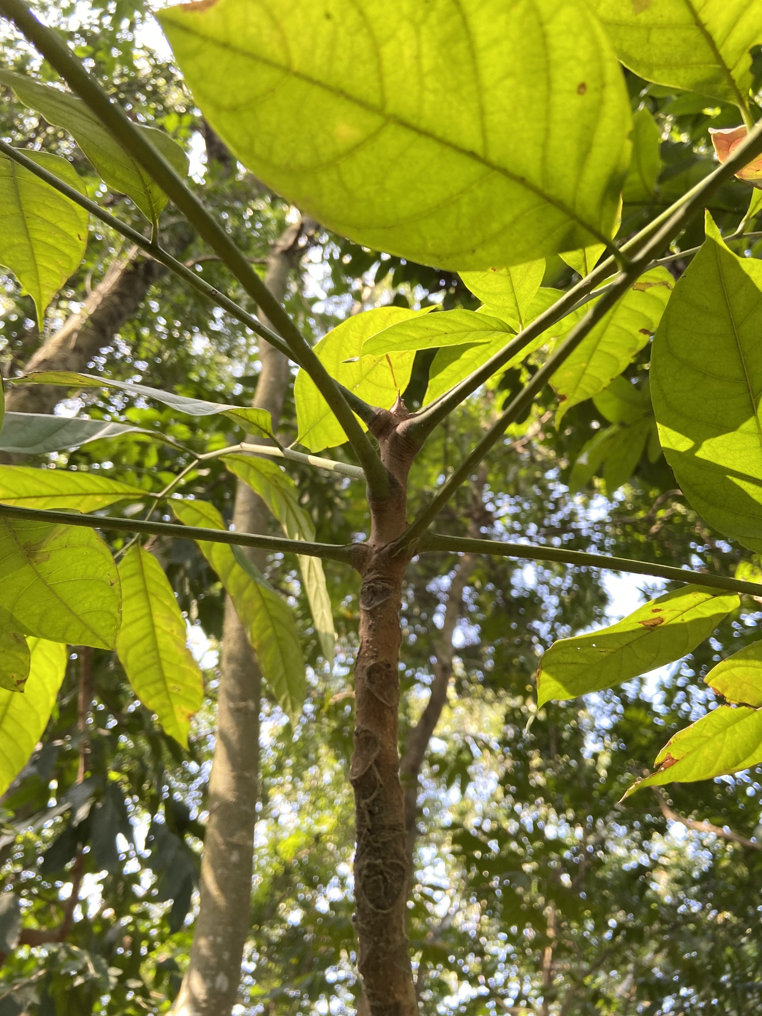 Swietenia macrophylla G.King