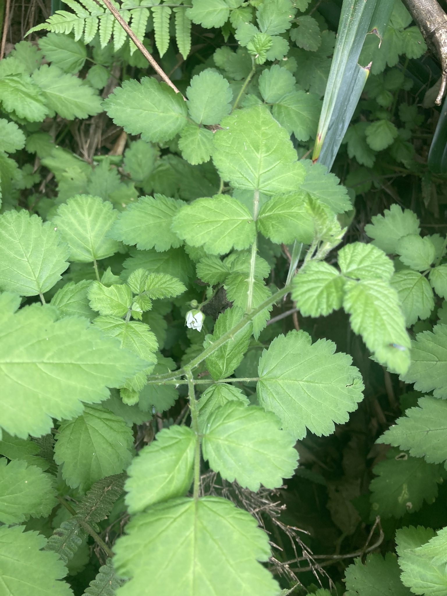 Rubus rosifolius Sm.