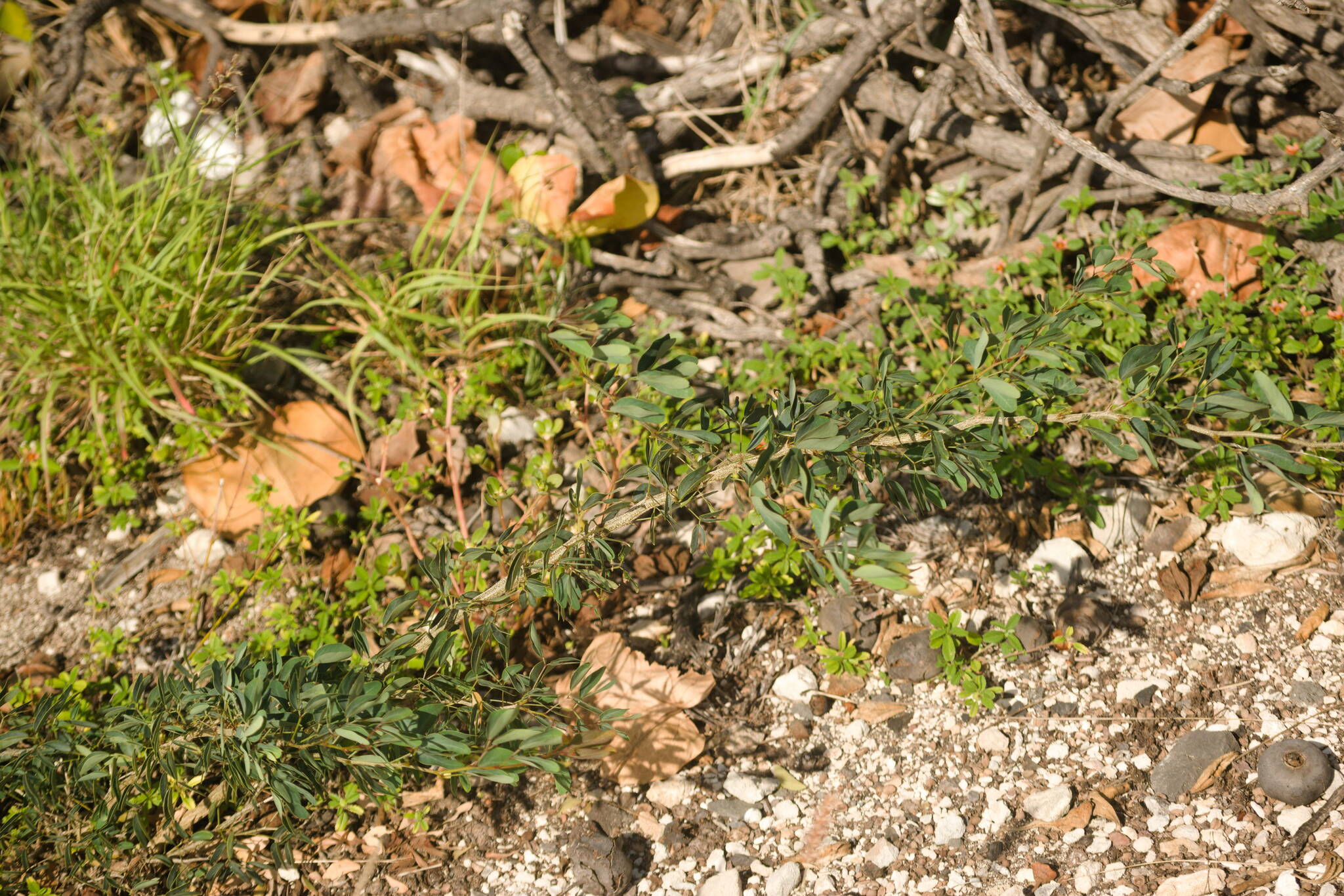 Pithecellobium dulce (Roxb.) Benth.