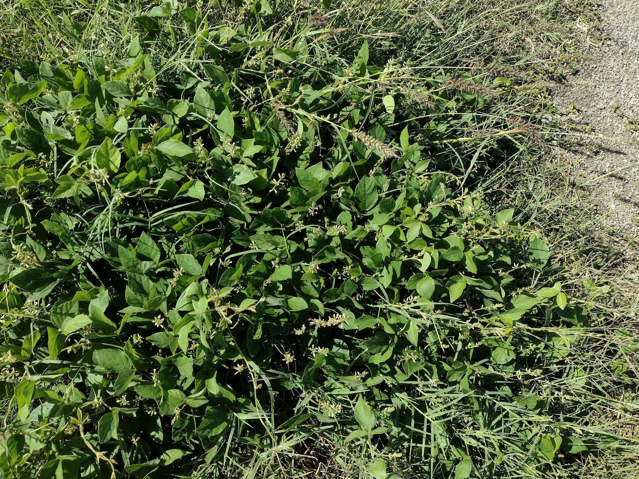 Neonotonia J.A.Lackey