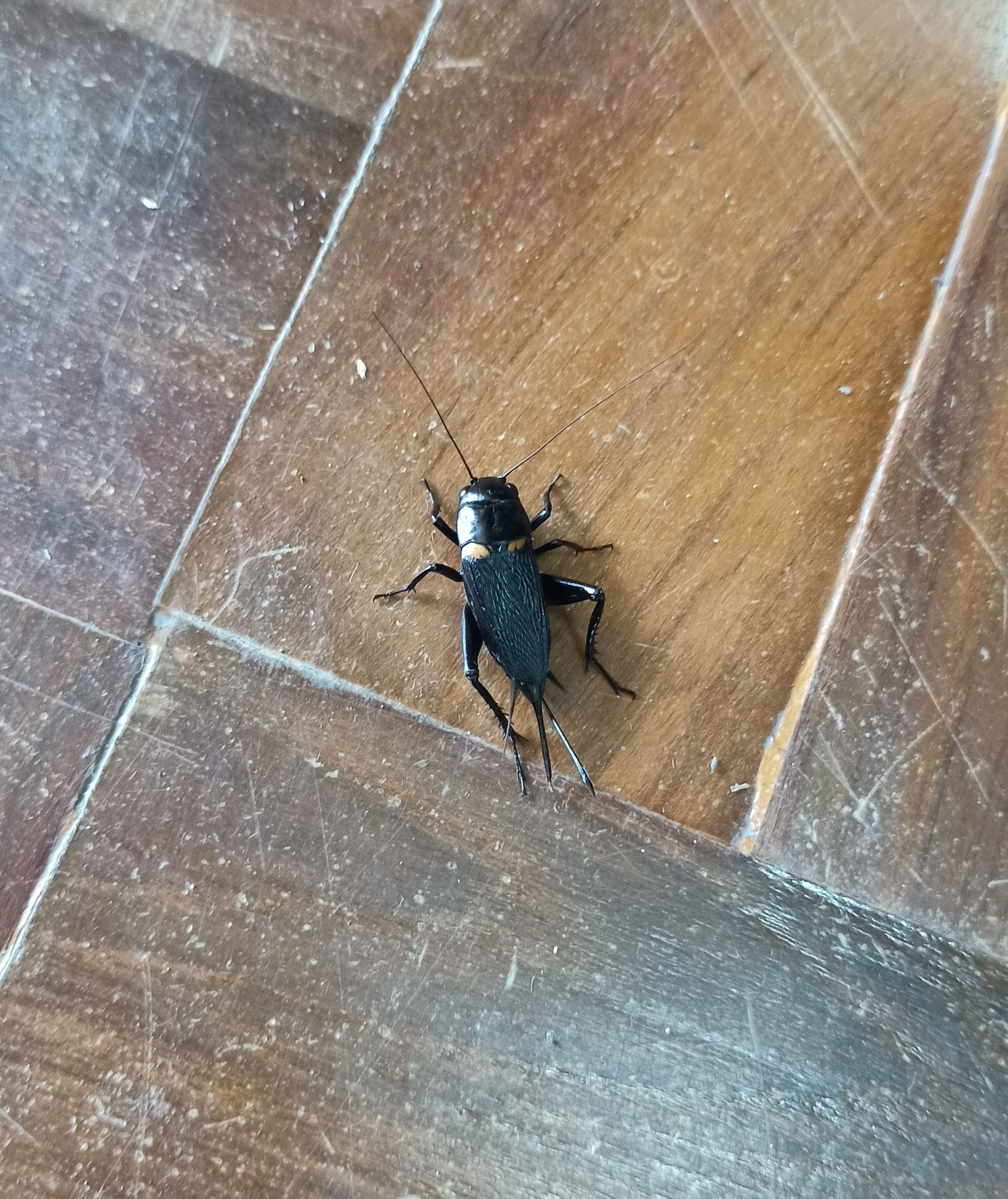 Gryllus bimaculatus De Geer, 1773