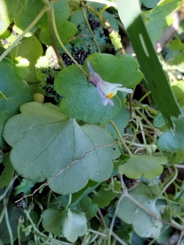 Observations by bursar · iNaturalist