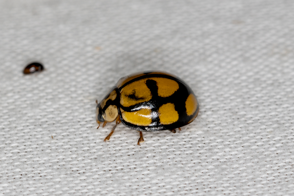 Tortoise-shelled Ladybird from Tamworth NSW 2340, Australia on January ...