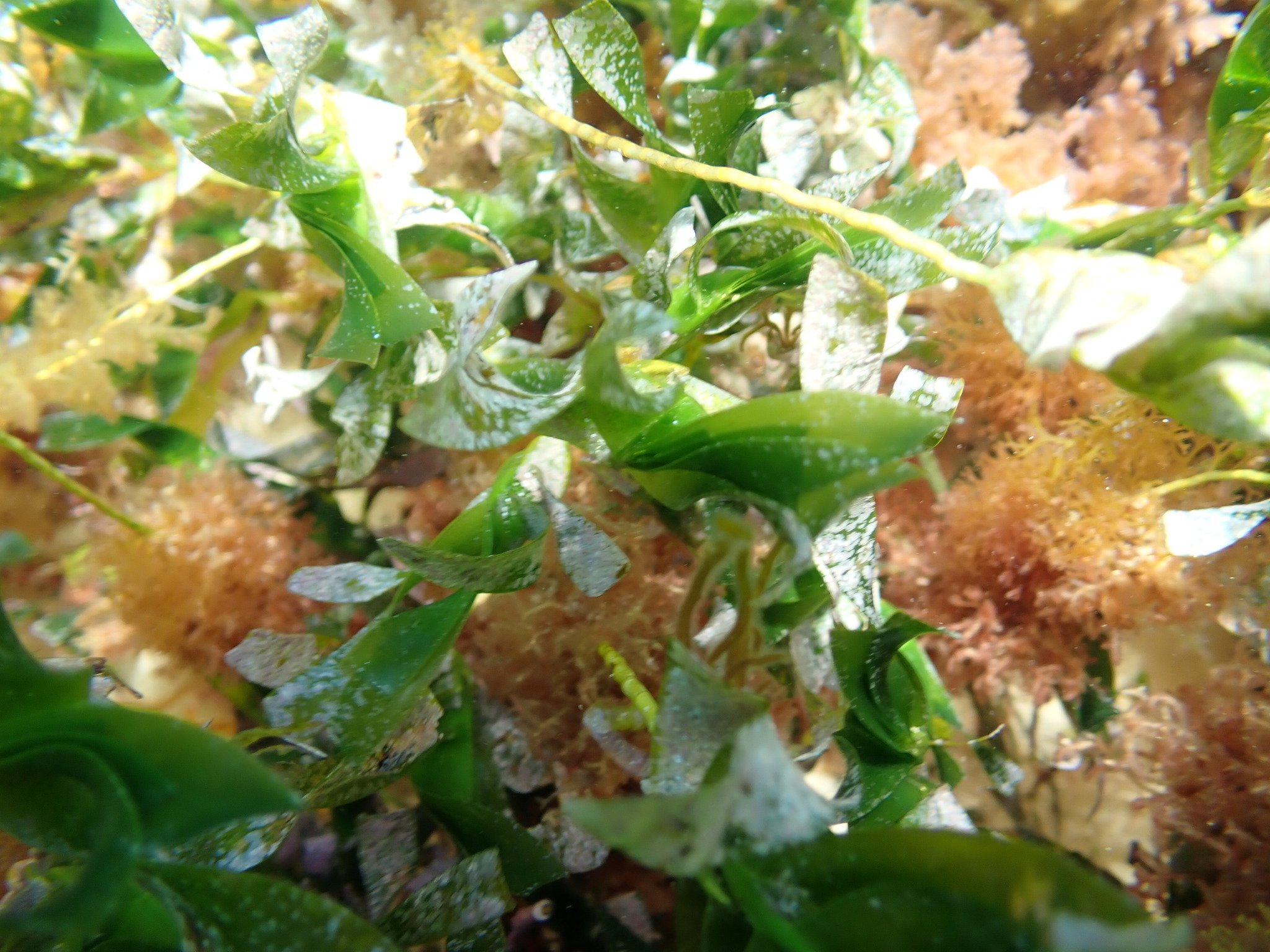 Amphibolis antarctica (Labill.) Asch.