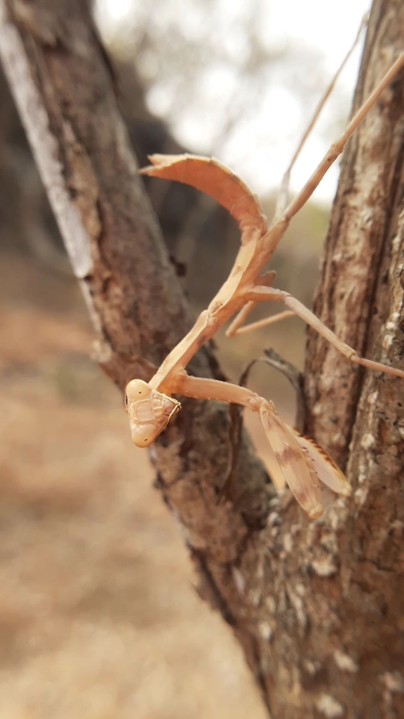 Giant Asian Mantises from BNHS natural reserve on January 25, 2023 at ...