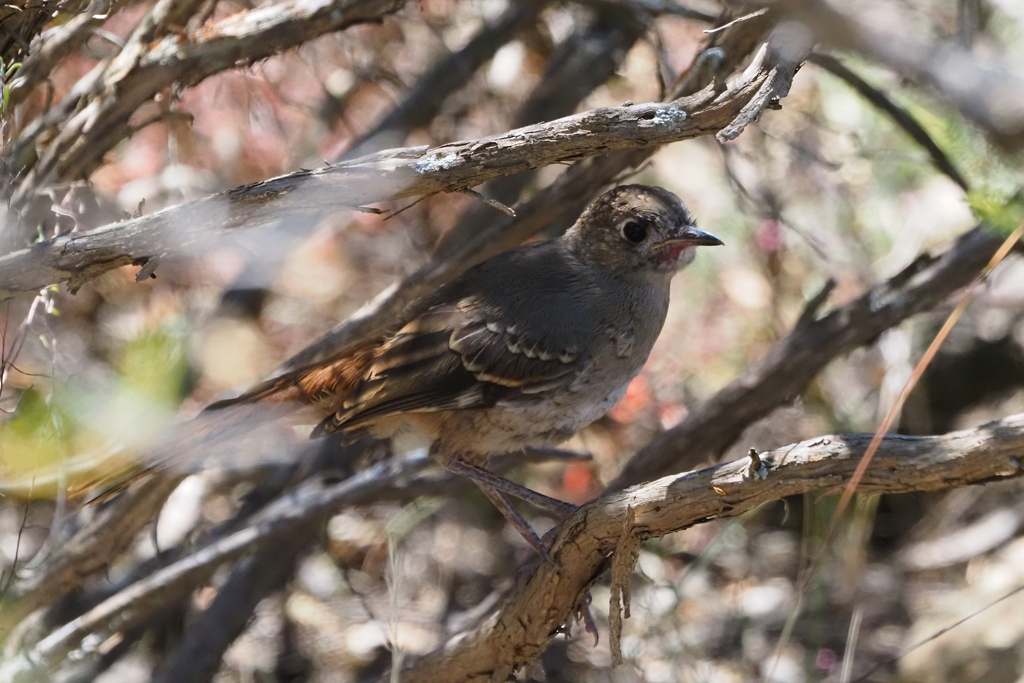 Southern Scrub-Robin from Ettrick Conservation Park SA 5253, Australia ...