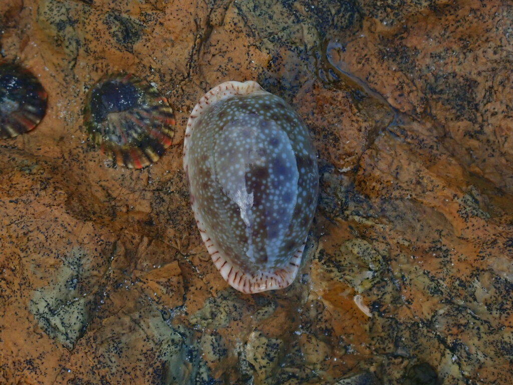 Eroded Cowry from Woolgoolga NSW 2456, Australia on January 25, 2023 at ...