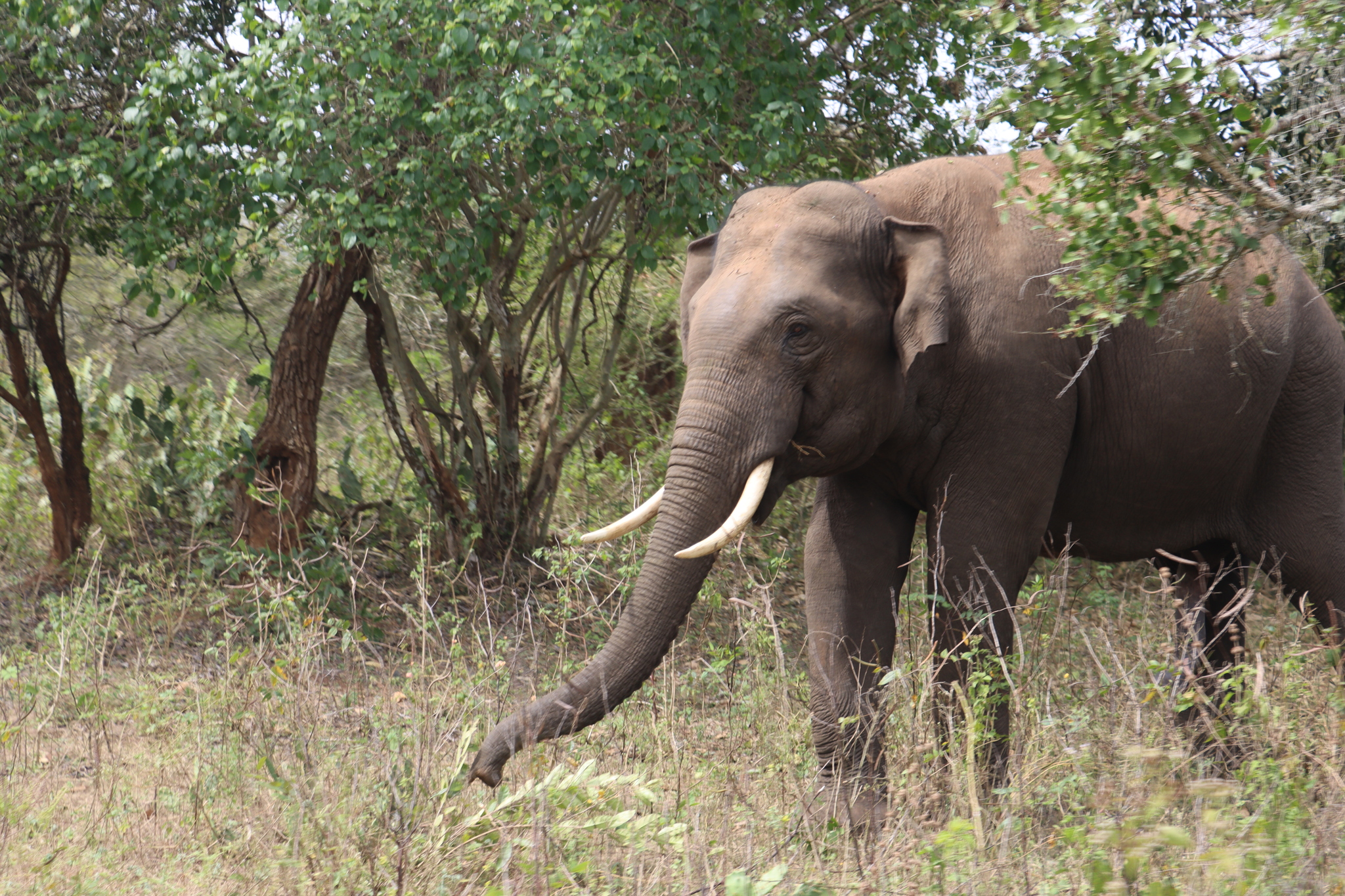 Elephas maximus Linnaeus, 1758