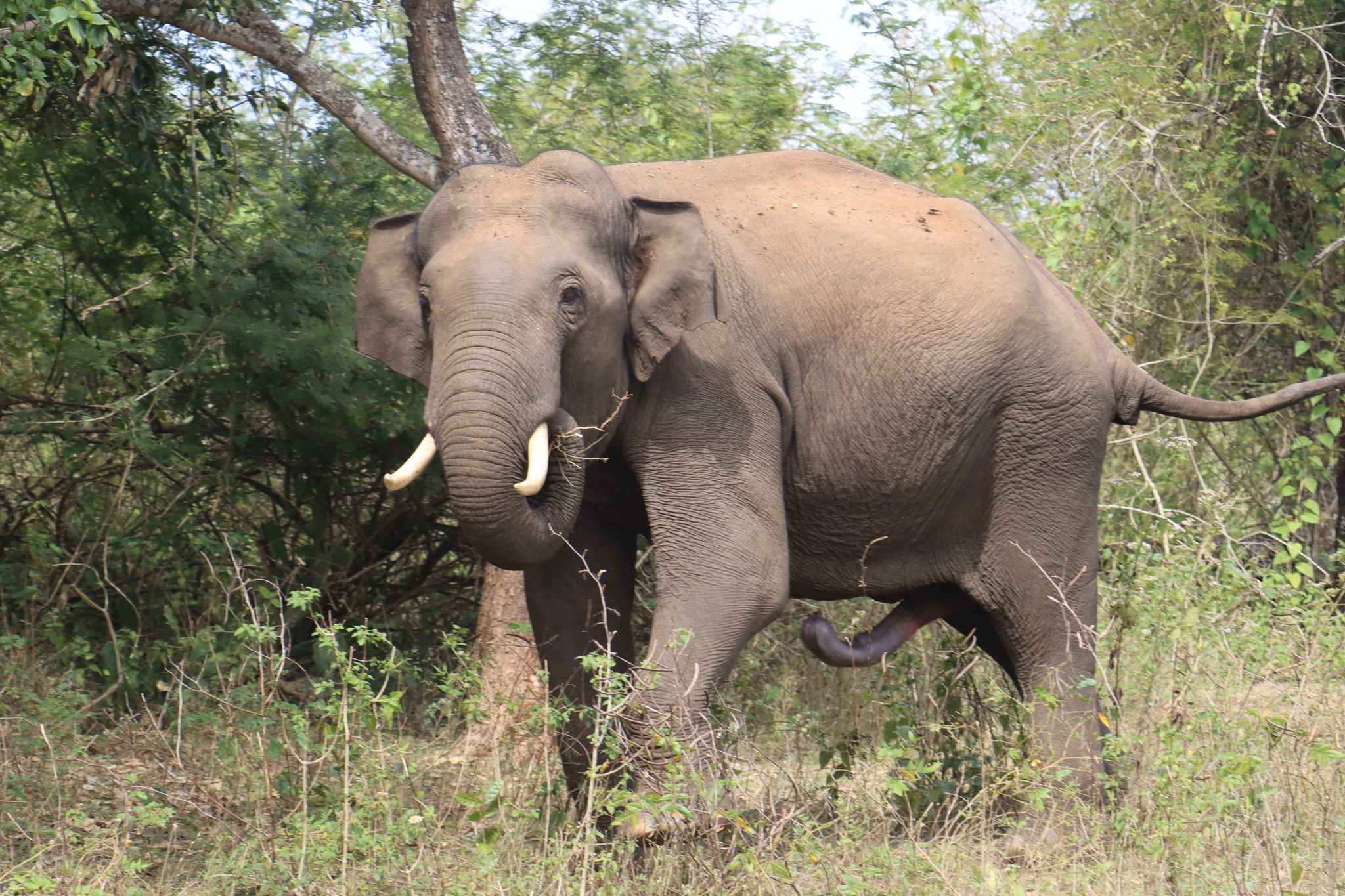 Elephas maximus Linnaeus, 1758