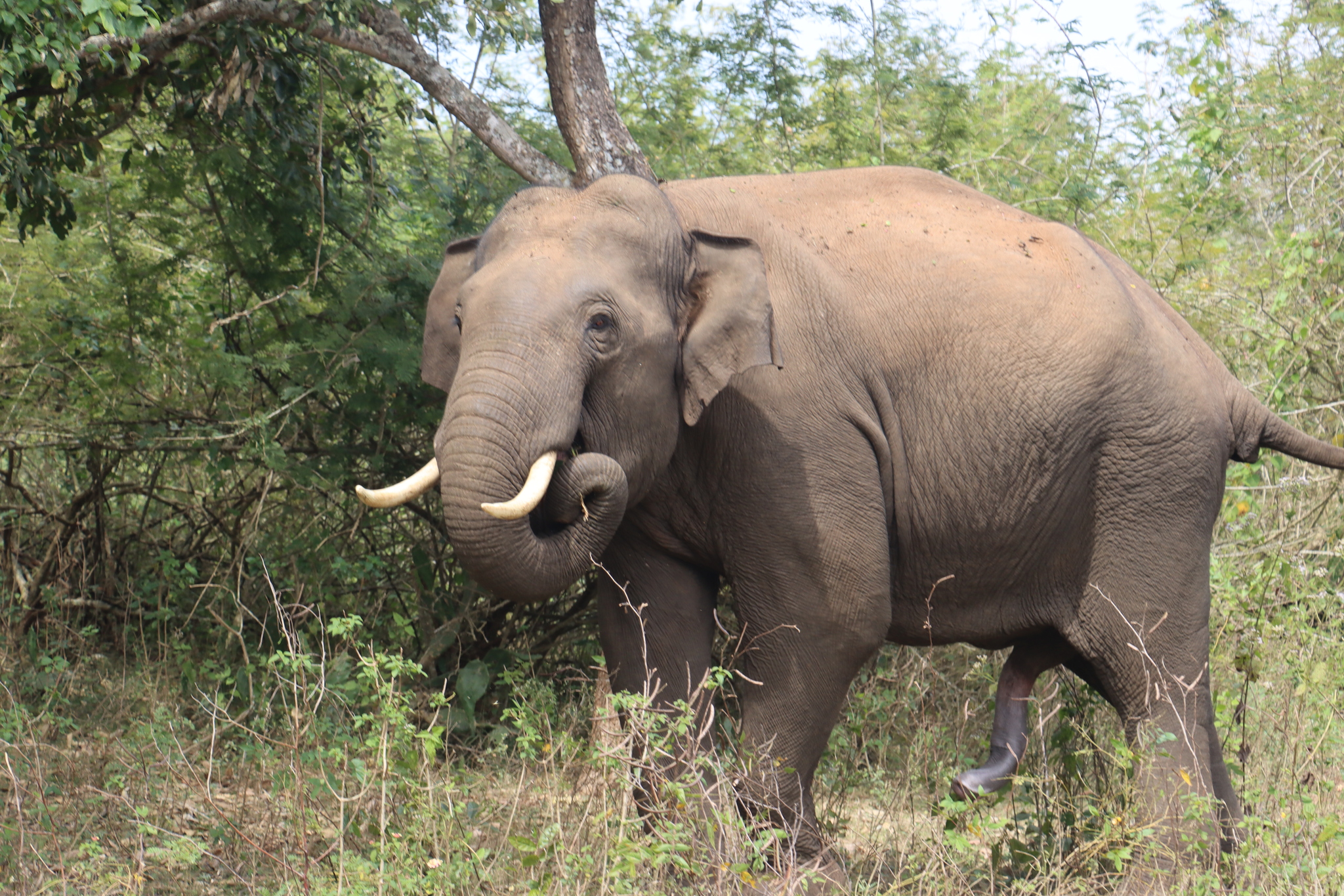 Elephas maximus Linnaeus, 1758