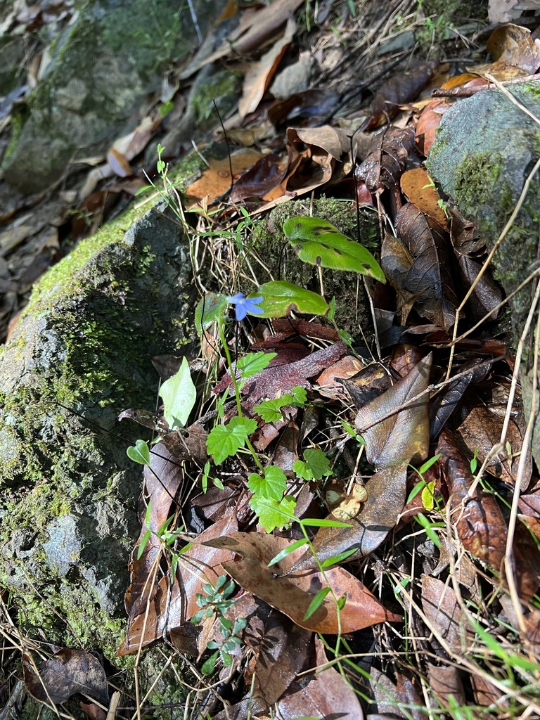 forest lobelia in January 2023 by slk90 · iNaturalist