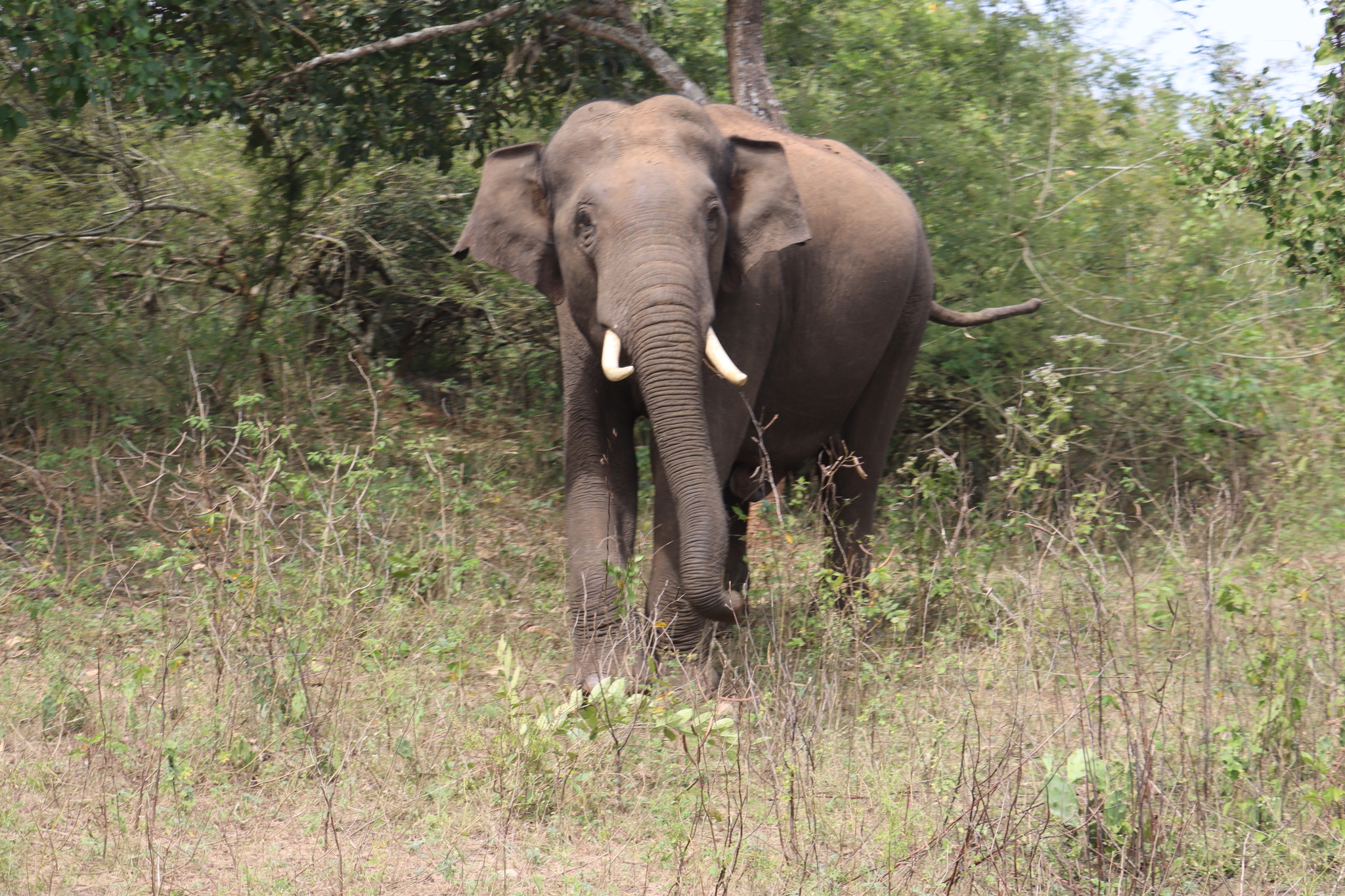 Elephas maximus Linnaeus, 1758