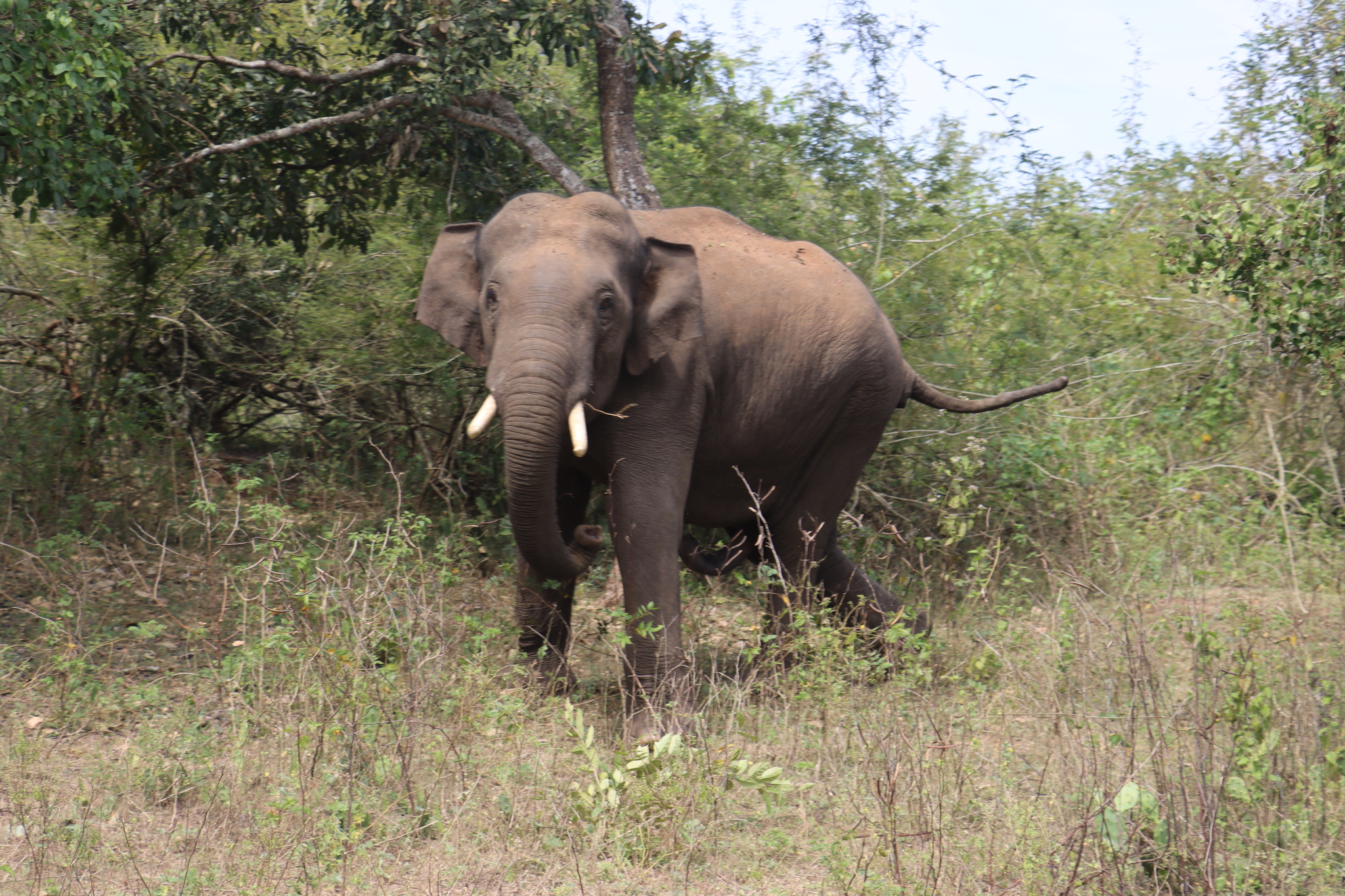 Elephas maximus Linnaeus, 1758