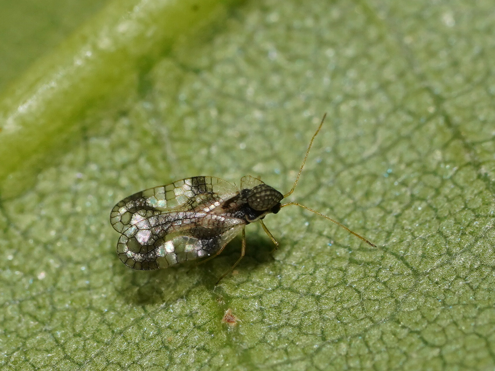 Stephanitis pyrioides (Scott, 1874)