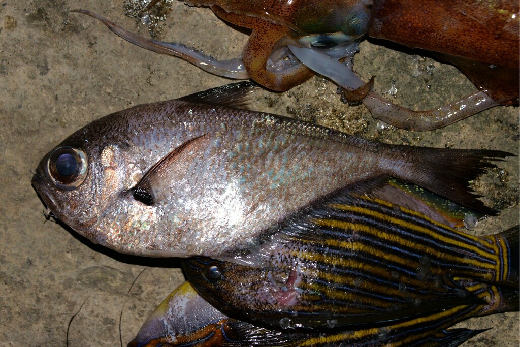 Taipei Sweeper (Pempheris nyctereutes) - Marine Life Identification
