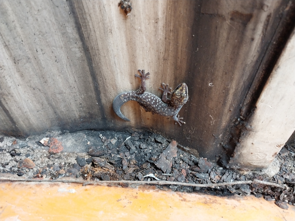 Southern Spotted Velvet Gecko from Ocean View QLD 4521, Australia on ...