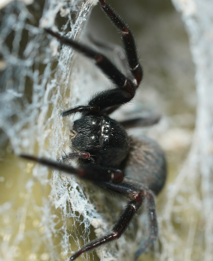 Black House Spider from Monbulk VIC 3793, Australia on January 23, 2023 ...