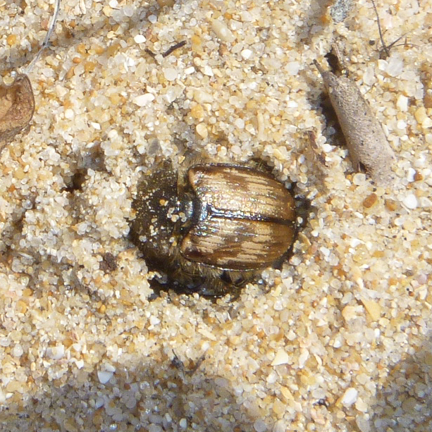 Exomala campestris from 17550 Dolus-d'Oléron, France on June 14, 2022 ...