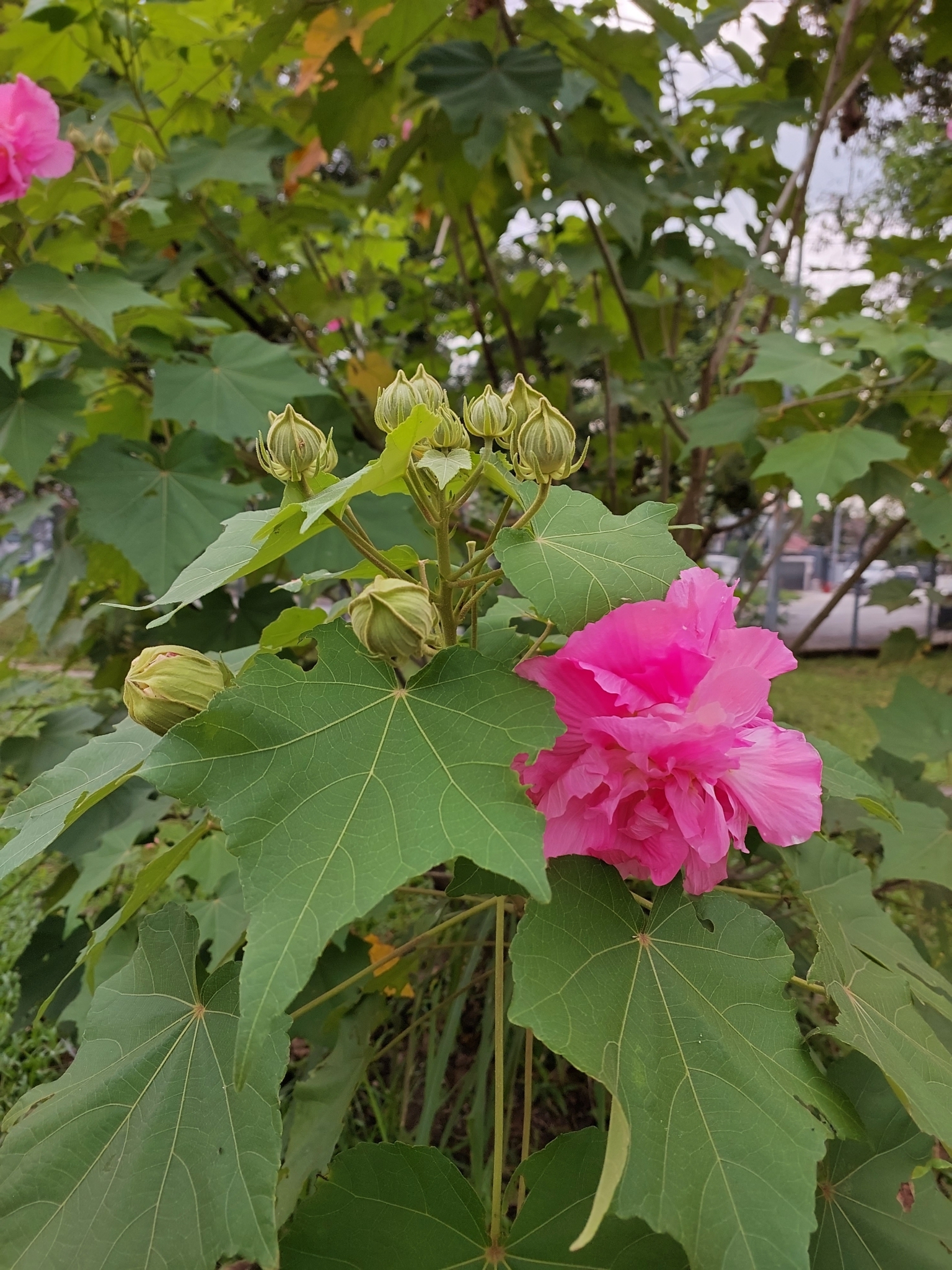 Hibiscus mutabilis L.