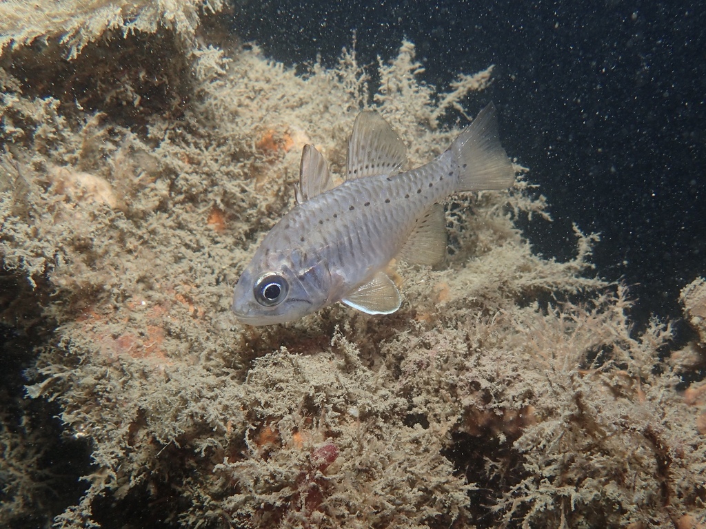 Western Gobbleguts from Perth WA, Australia on January 13, 2023 at 09: ...