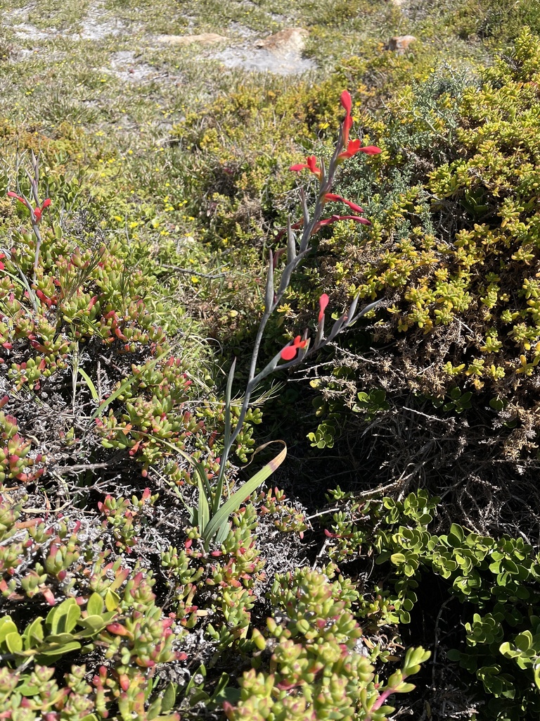 Red Pypie from Point Road, Pringle Bay, WC, ZA on October 8, 2022 at 01 ...