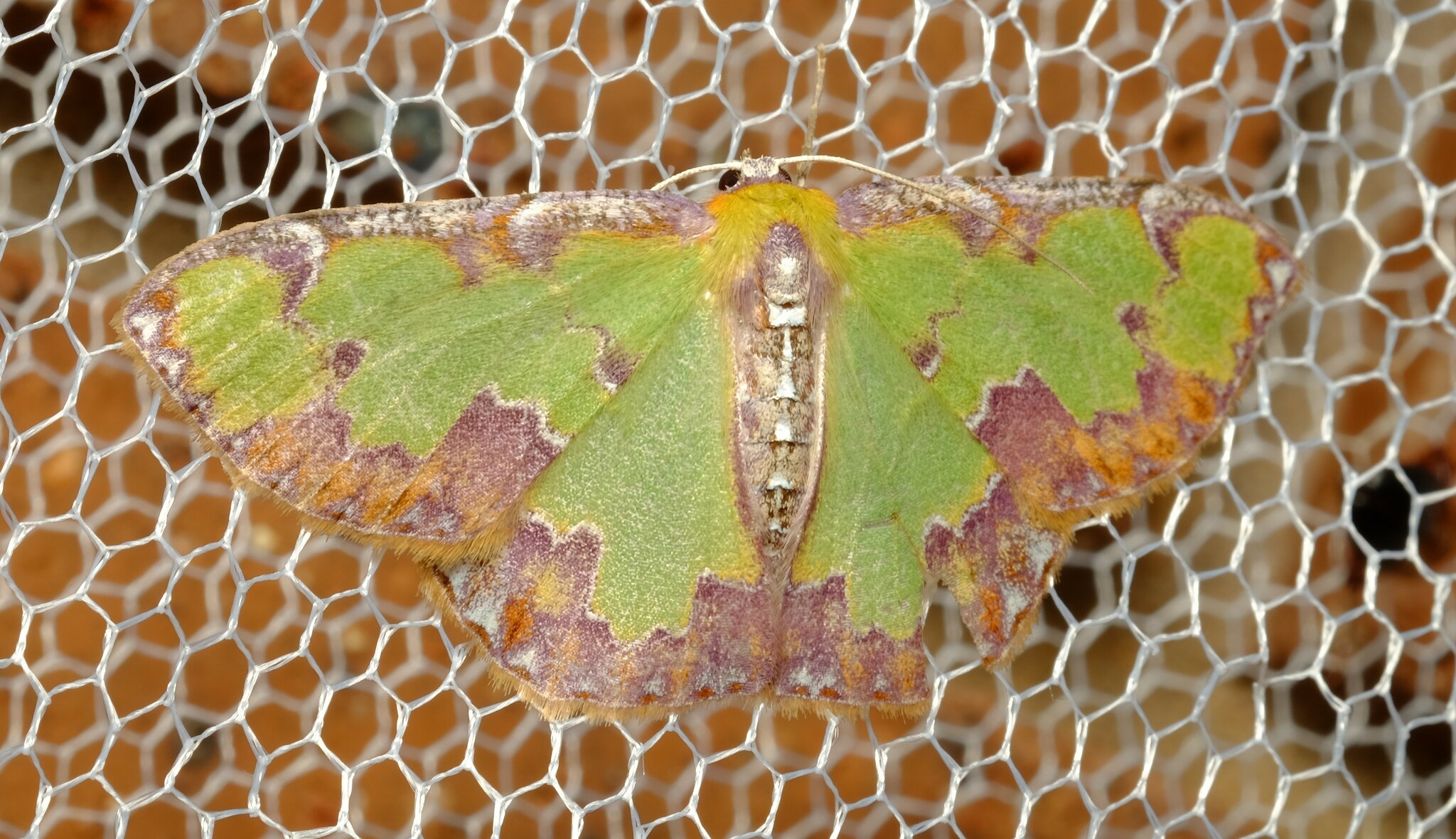 Eucyclodes Warren, 1894