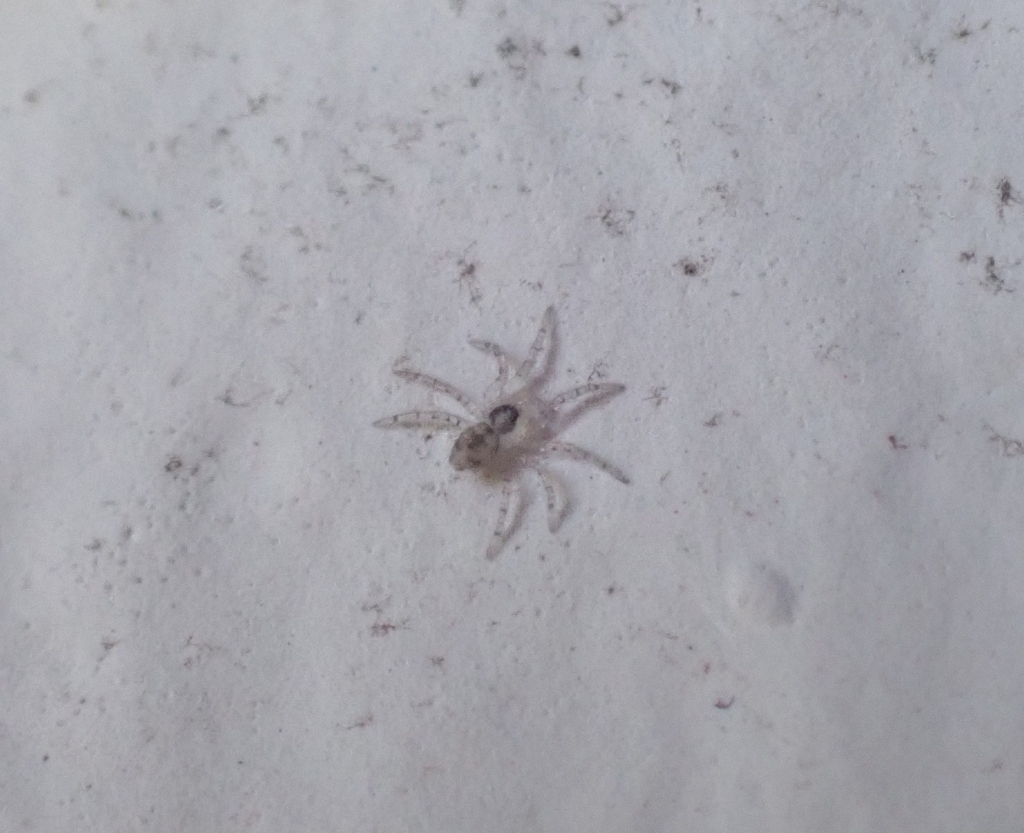 Wall Spiders in January 2023 by luluchouette · iNaturalist