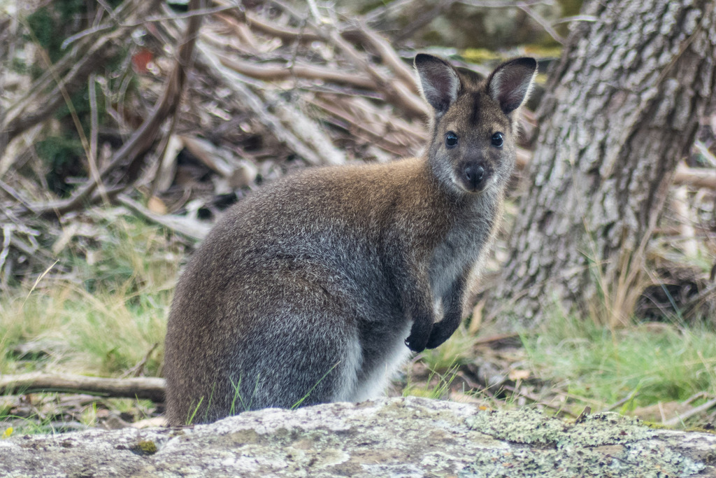 Bennett's Wallaby (Notamacropus rufogriseus rufogriseus) - Know Your ...