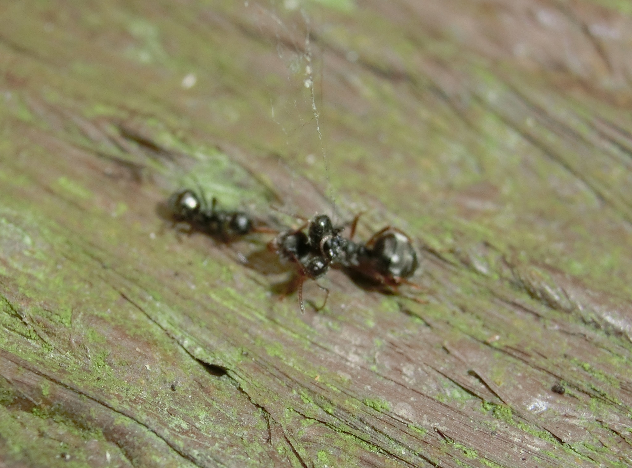 Dolichoderus thoracicus (Smith, 1860)