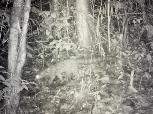 Lowe's Servaline Genet (Subspecies Genetta servalina lowei) · iNaturalist