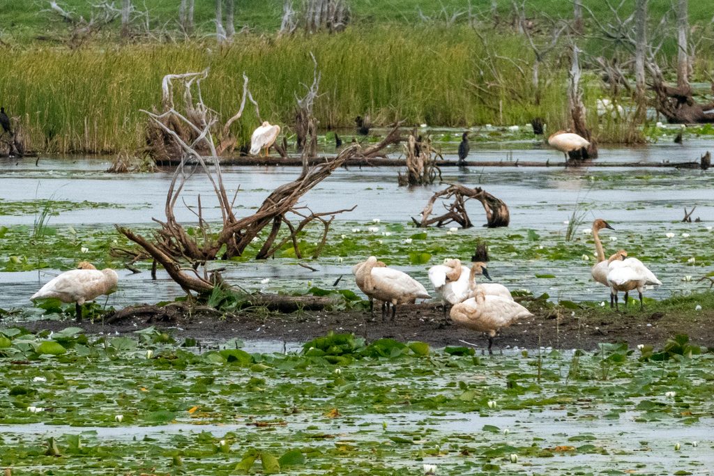 Trumpeter Swan from Sherburne County, MN, USA on August 12, 2020 at 09: ...