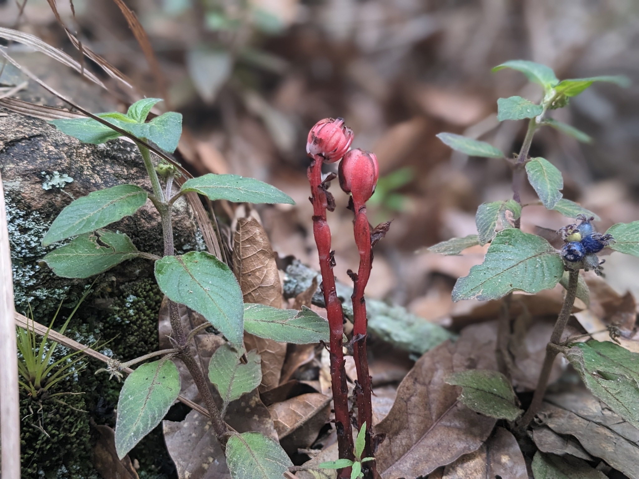 Monotropa coccinea Zucc.