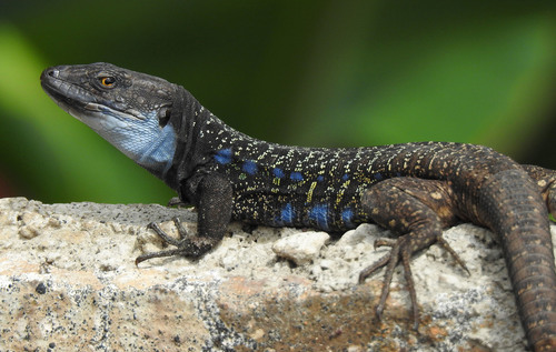 La Palma lizard (Subspecies Gallotia galloti palmae) · iNaturalist