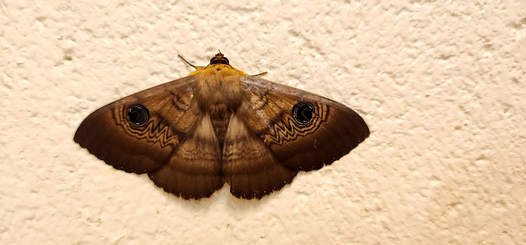 Southern Moon Moth from Wesburn VIC 3799, Australia on January 22, 2023 ...