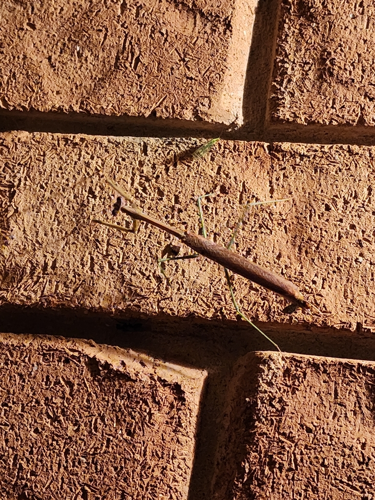 Australian Stick Mantis in January 2023 by ispot · iNaturalist
